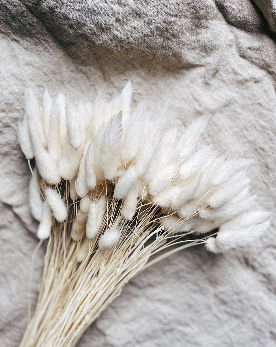 Ivory Bunny Tails – Stix & Stems